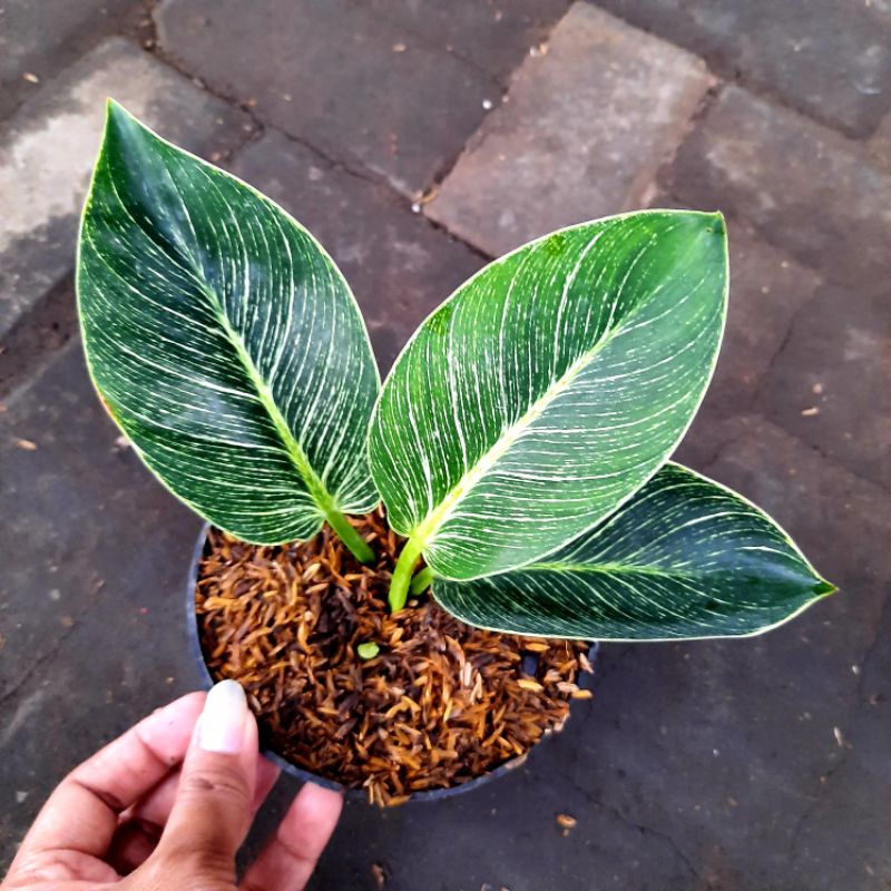 Jual Philodendron Birkhin Anakan 2-3 Daun Bercorak Asli | Shopee Indonesia