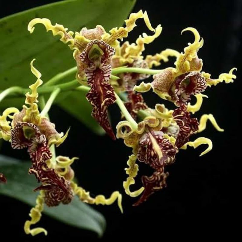 Jual Anggrek Dendrobium Spectabile | Dendrobium Bunga Cantik | Shopee ...