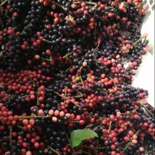 Jual Buah Buni Terlengkap & Harga Terbaru April 2025 | Shopee Indonesia