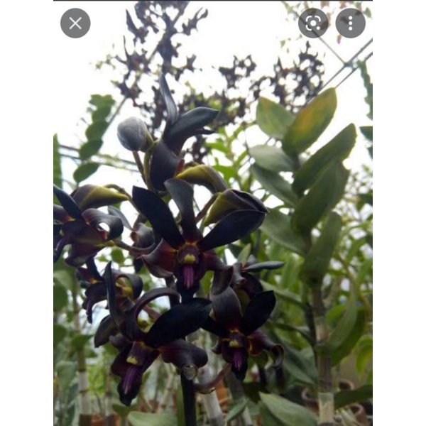 Jual Dendrobium hitam | Shopee Indonesia