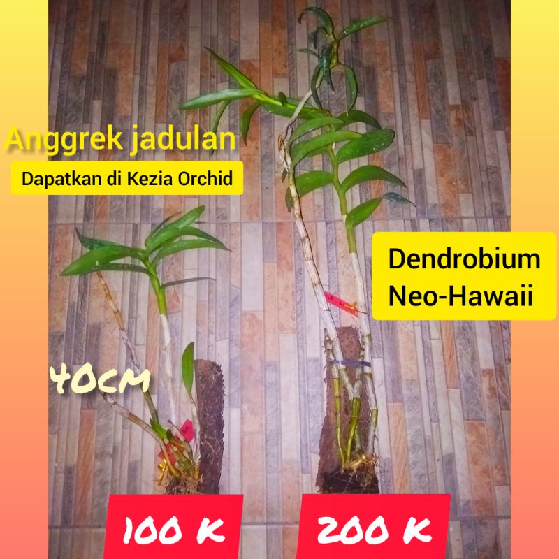 Jual Koleksi Anggrek Jadulan Dendrobium Neo-Hawaii 1944 silangan ...