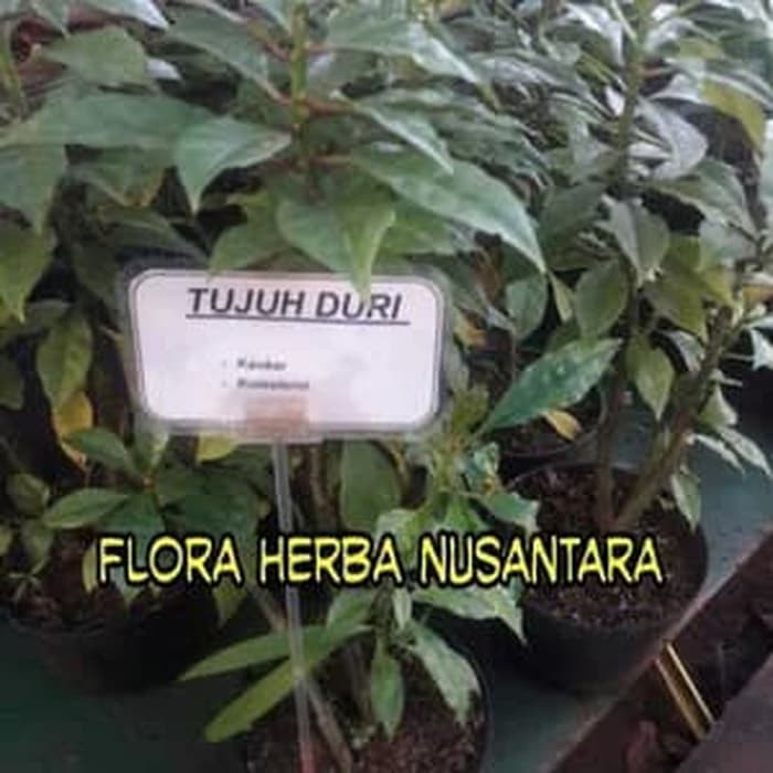 Jual jaul Tanaman Obat Daun Tujuh Duri Tujuh Jarum | Shopee Indonesia