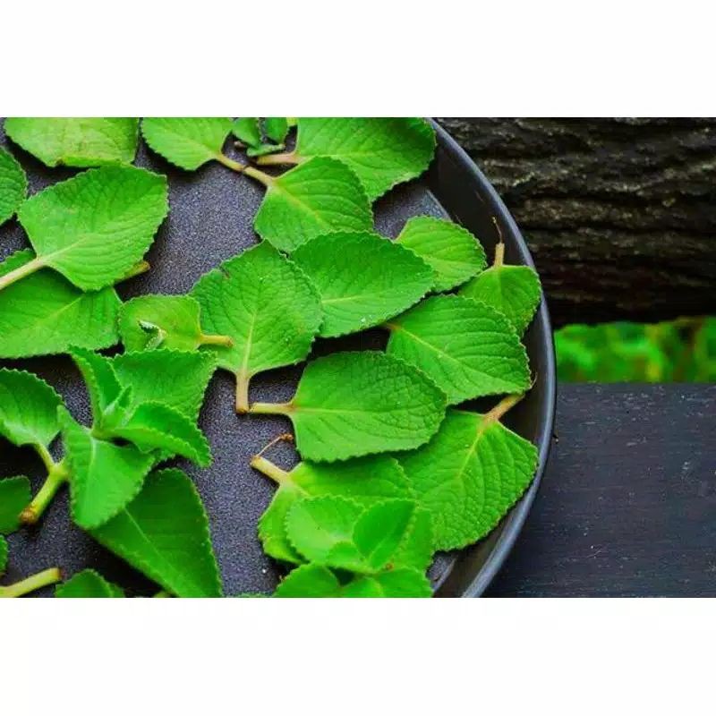 Jual TANAMAN HERBAL TORBANGUN - DAUN BANGUN BANGUN - MEPERBANYAK ASI ...