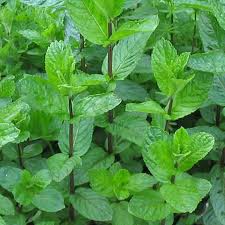 Jual 10 Biji Benih Peppermint Mentha x piperita Mint Germination rate ...