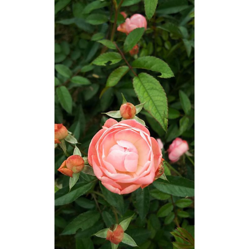 Jual Mawar Rambat / Climbing Rose | Shopee Indonesia