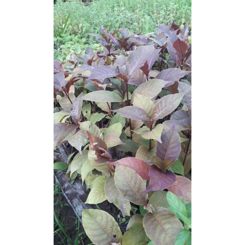 Jual bibit daun ungu | Shopee Indonesia