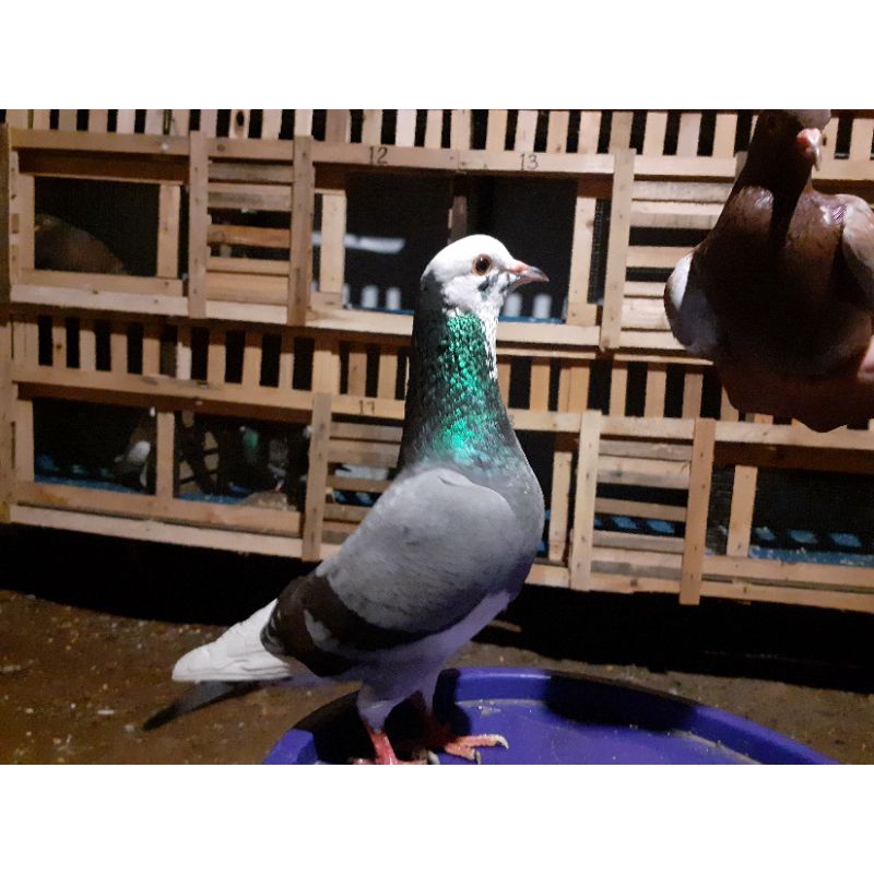 Jual merpati cowoan, produk pekalongan asli | Shopee Indonesia