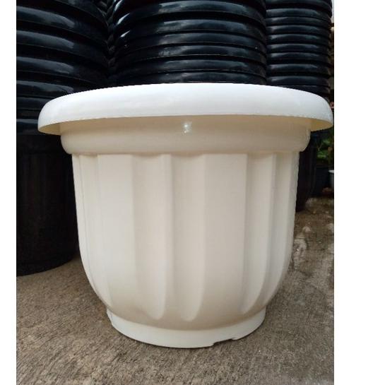 Jual POT BUNGA TANAMAN BESAR EBBONY UK 60/POT TANAMAN JUMBO BESAR ...