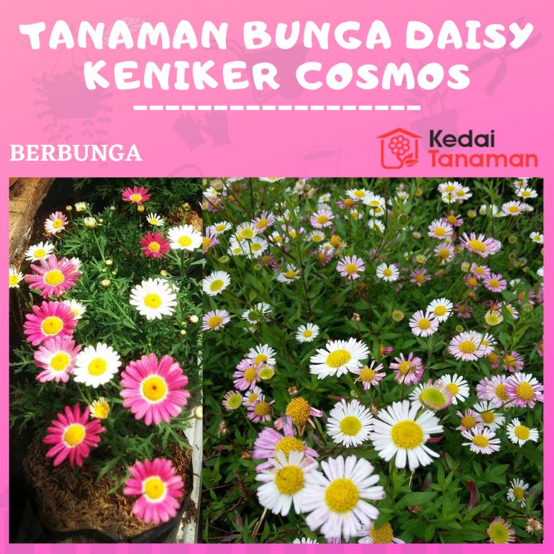 Jual Tanaman Hias Bunga DAISY - Bunga Hidup Keniker Cosmos Berbunga ...