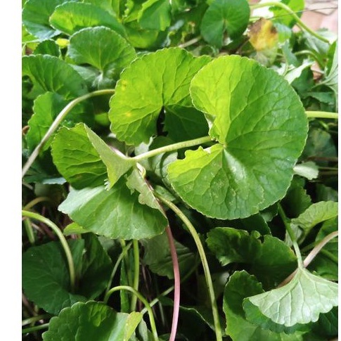 Jual Daun antanan, pegangan batang merah per 1 kg | Shopee Indonesia