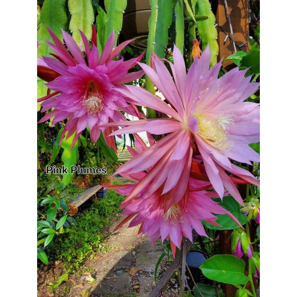 Jual Tanaman hias wijaya kusuma pink plumes-bibit bunga wijayakusuma ...