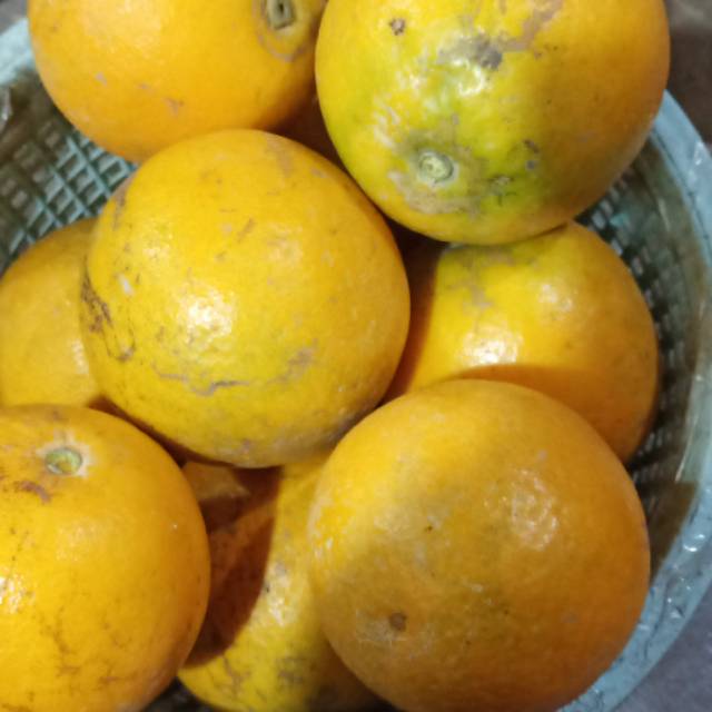 Jual Jeruk Baby, Jeruk Peras Baby, Jeruk Peras Baby Java | Shopee Indonesia