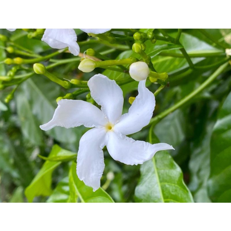 Jual Bibit tanaman bunga putih melati rombusa (Tabernaemontana ...