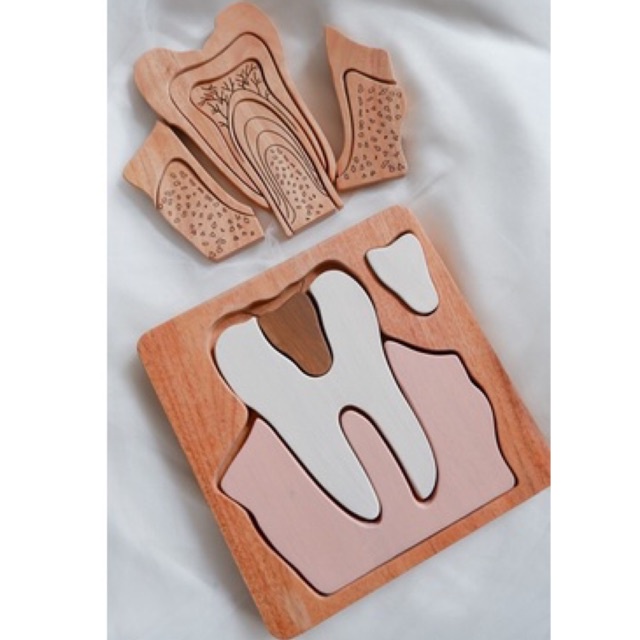 Jual Qlambu Tooth Anatomy Puzzle | Wooden Dentist Kit | Puzzle Anatomi ...
