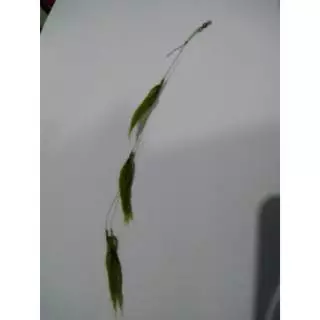 Jual Lumut Terlengkap & Harga Terbaru Juli 2024 | Shopee Indonesia