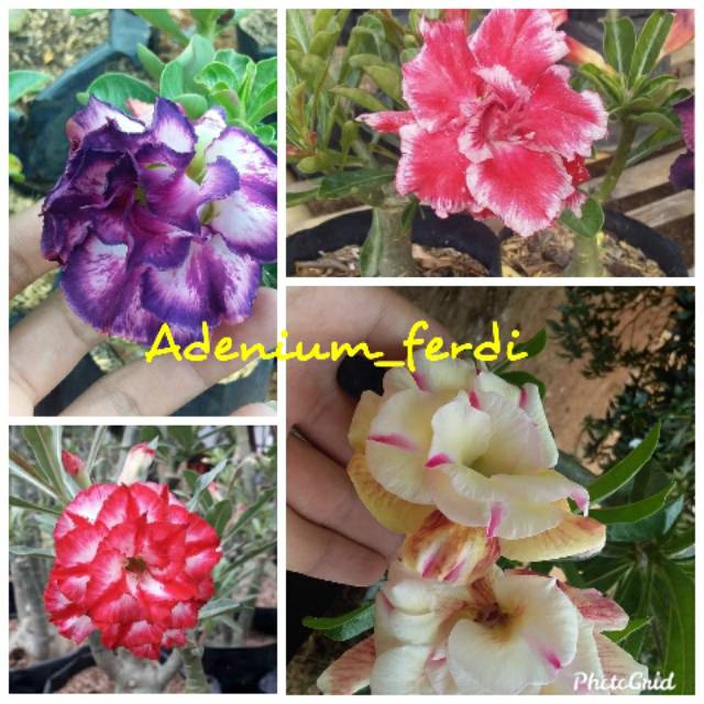 Jual Adenium Tumpuk Paket 4 Batang | Shopee Indonesia