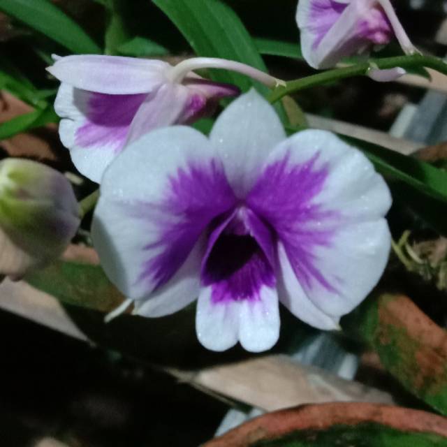 Jual Anggrek Dendrobium Mini Splash Tri Angel x Sirirattana . | Shopee ...