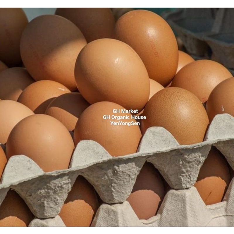 Jual Telur Eropa Fresh Baru Telor Ayam Eropah Segar Terlaris 1 Papan ...