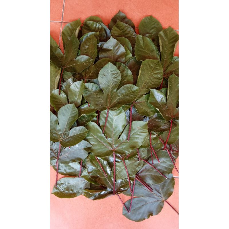 Jual Daun jarak wulung untuk ecoprint | Shopee Indonesia