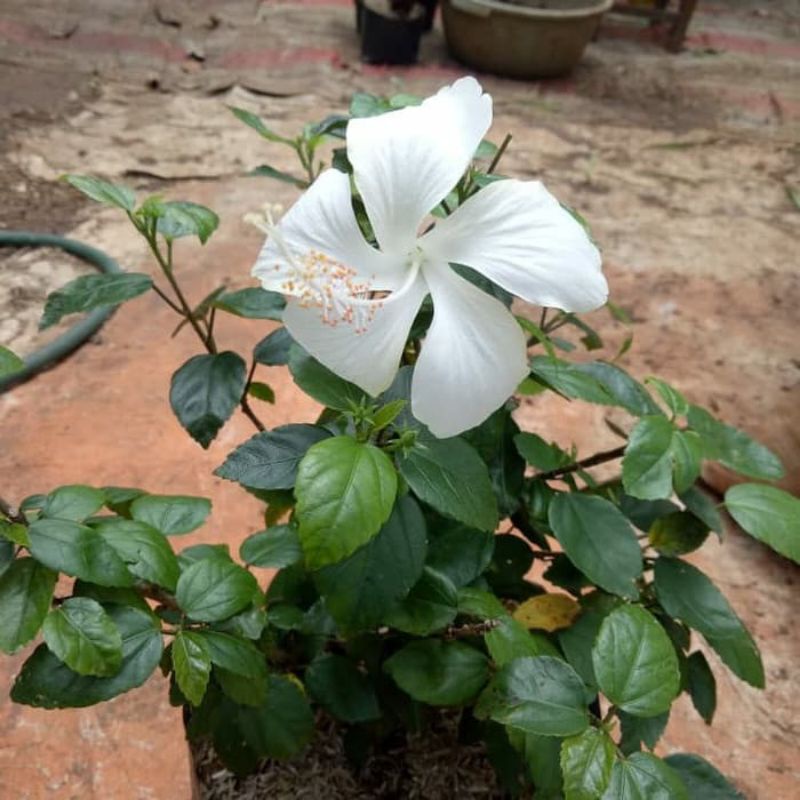 Jual pohon bunga kembang sepatu bunga putih | Shopee Indonesia