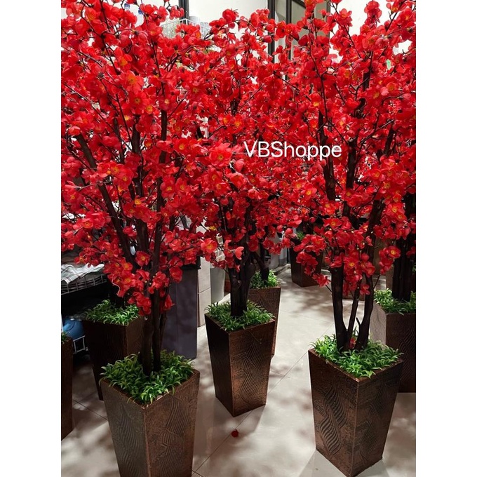 Jual pohon imlek meihua sincia angpao sakura xincia tanaman bunga mehwa ...
