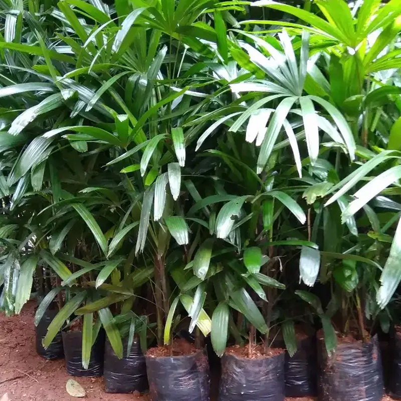 Jual Tanaman hias palem waregu I weregu regu I jari | Shopee Indonesia