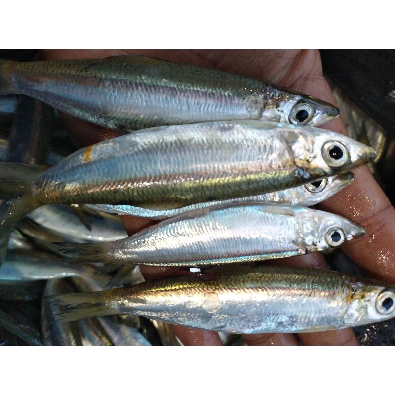 Jual Ikan Japuh Segar Hasil Laut Segar Fresh Dn Bergaransi 1Kg | Shopee ...