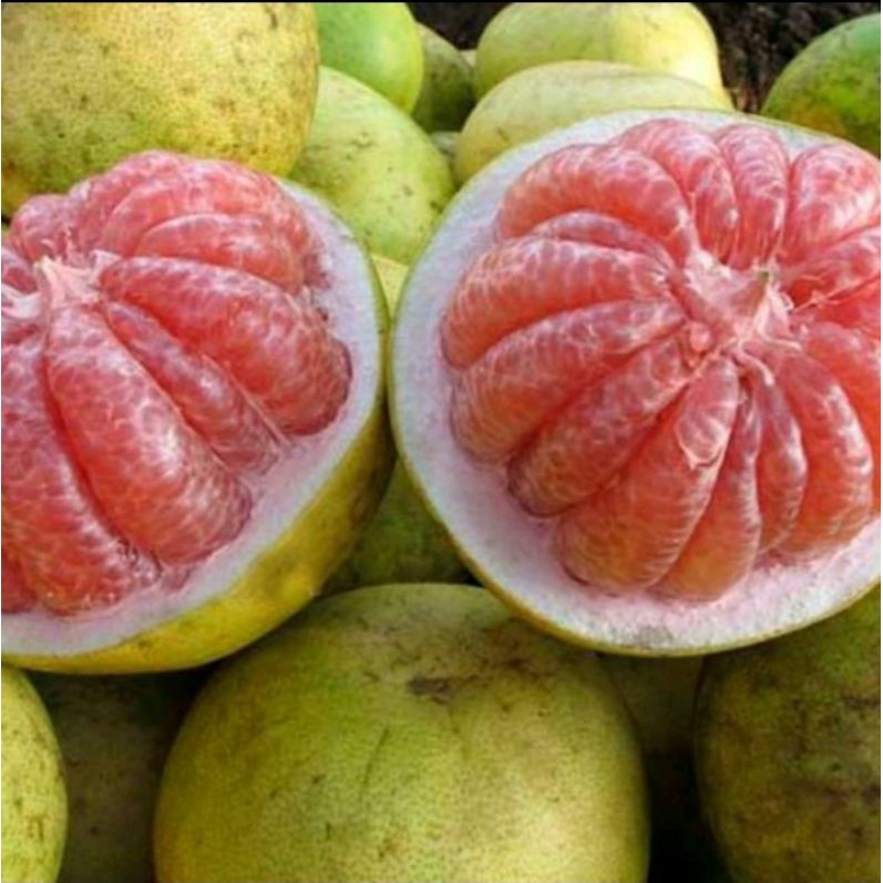 Jual Jeruk Pamelo Merah(Dimakan langsung/Campuran Rujak Tingkeban ...