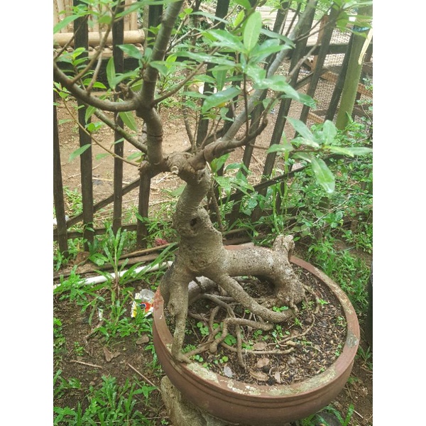 Jual BONSAI POHON LOA/ BAKALAN BONSAI LOA BERKARAKTER/ REALPICT | Shopee Indonesia