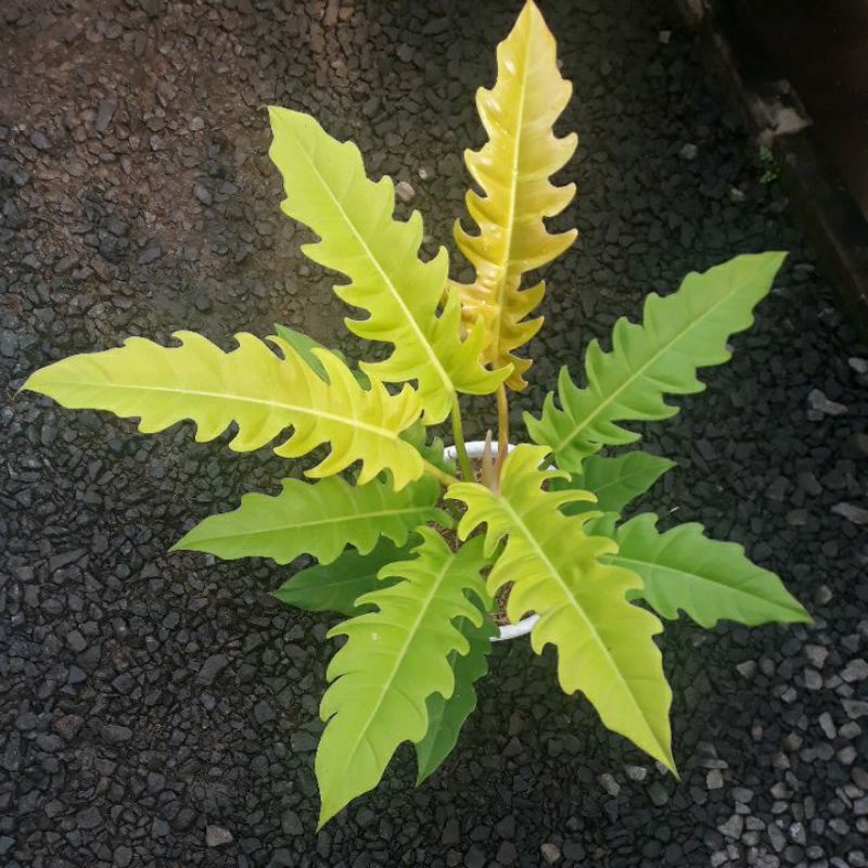 Jual bibit philodendron golden saw/crocodile golden/philo gergaji ...