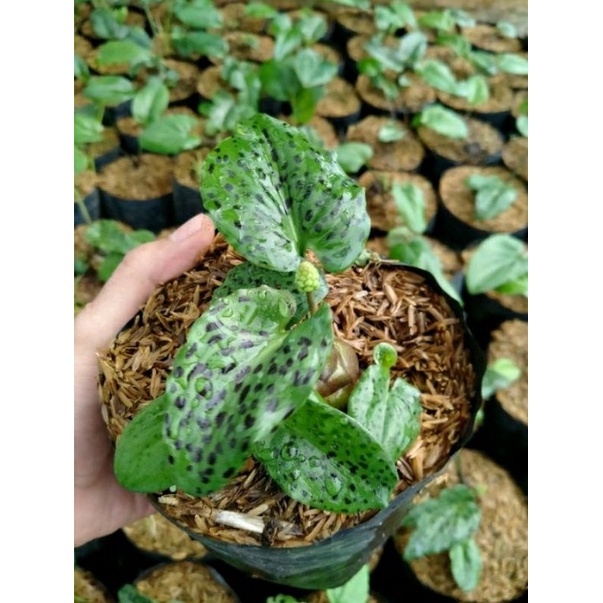 Jual Tanaman Hias Keladi katak/Lidah Katak(seperti foto) | Shopee Indonesia
