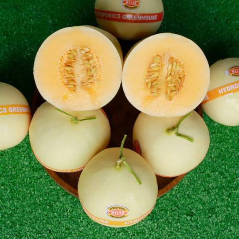 Jual benih melon honeydew F1 setipe super dan salmon sweet D | Shopee ...