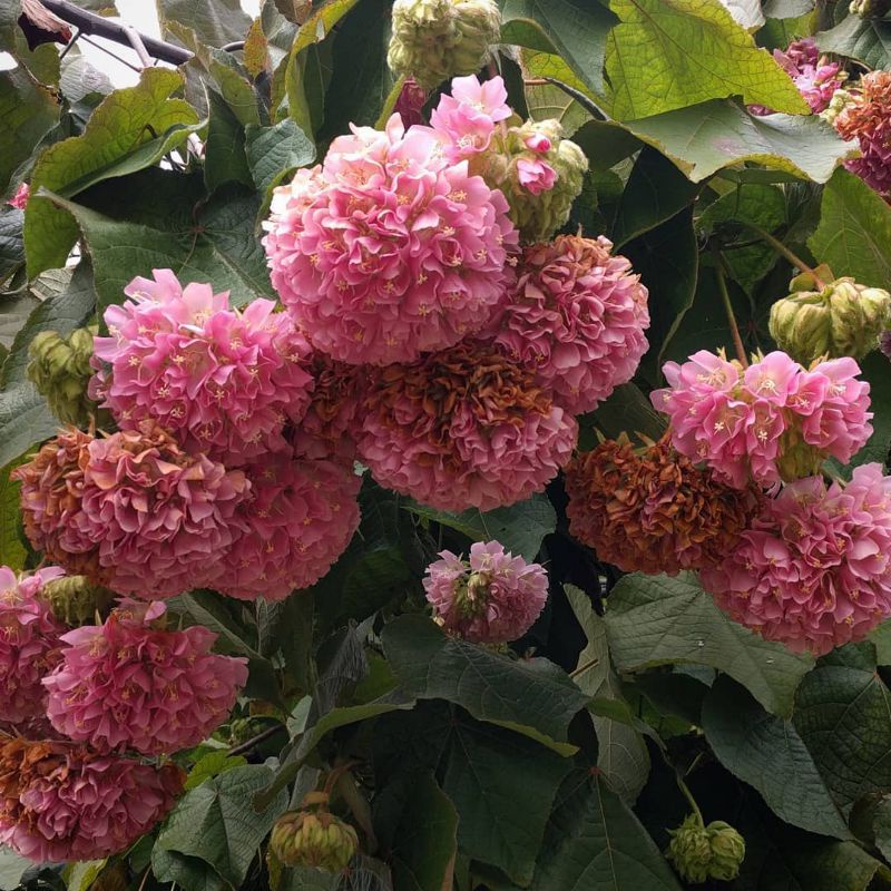 Jual Bunga Dombeya Cayeuxi / Bunga Klanceng tinggi range 25-40 cm ...