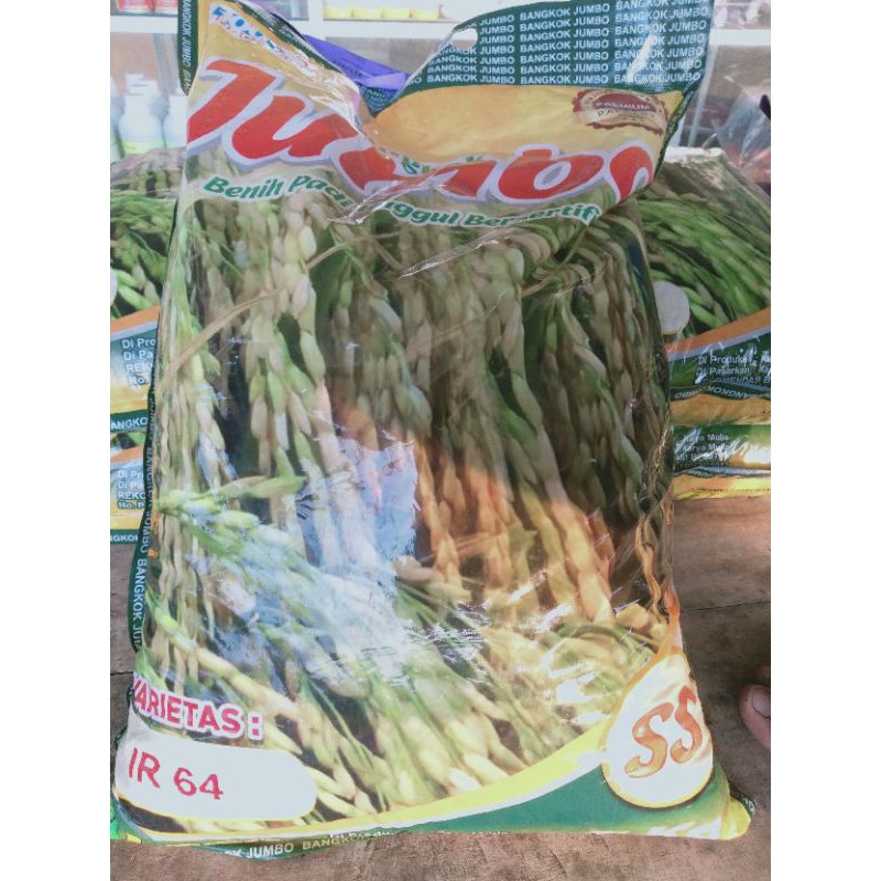 Jual benih padi ir 64 bangkok jumbo | Shopee Indonesia