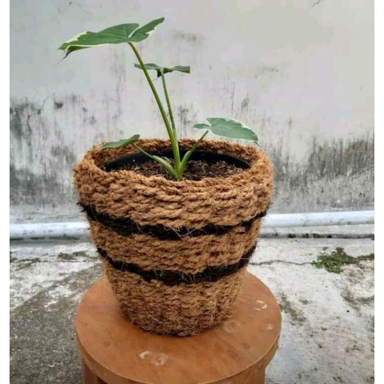 Jual pot bunga serabut kelapa tali anyaman ukuran 20cm | Shopee Indonesia