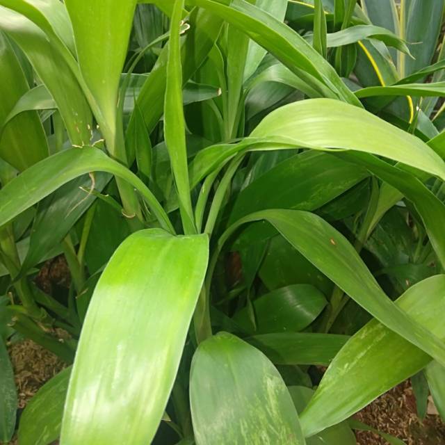 Jual Pohon sri rejeki | Shopee Indonesia