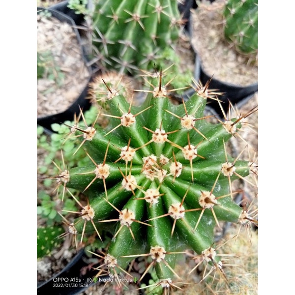 Echinopsis Oxygona Kaufen