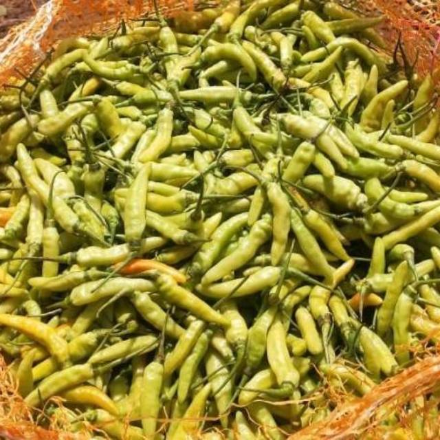 Jual Cabe rawit IJO 1KG / cabe rawit hijau fresh setiap hari | Shopee ...
