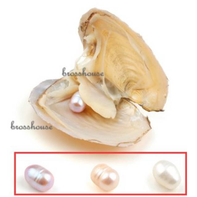 Jual KERANG MUTIARA AIR TAWAR | Shopee Indonesia