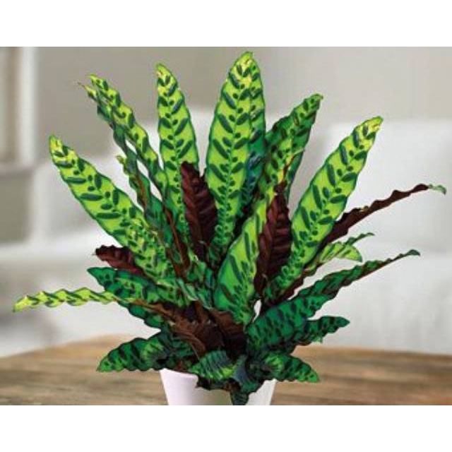 Jual Tanaman Hias Calathea Lancifolia - Rattlesnake - Bulu Ayam ...