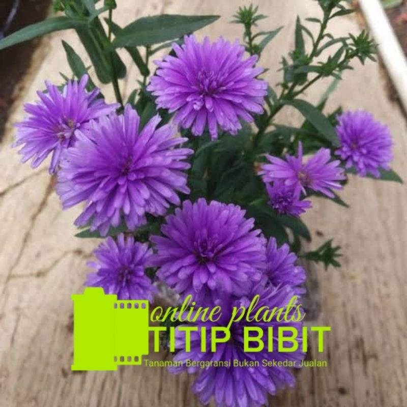 Jual bibit bunga pikok biru blue peacock (aster sp) | Shopee Indonesia