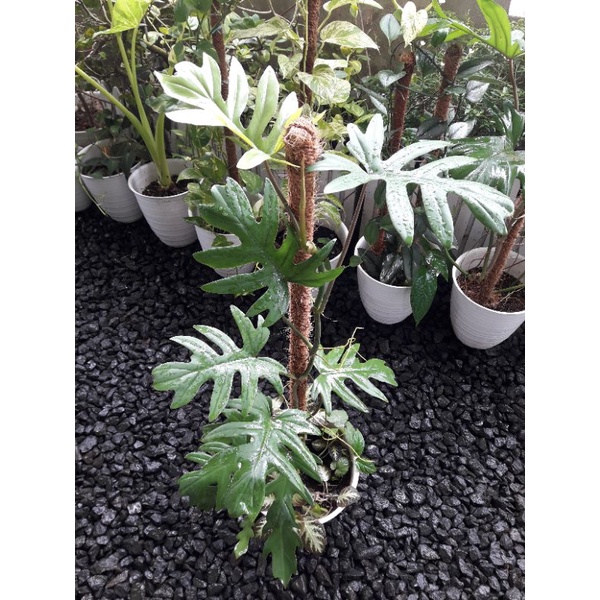 Jual philodendron mayo / philo mayoi | Shopee Indonesia