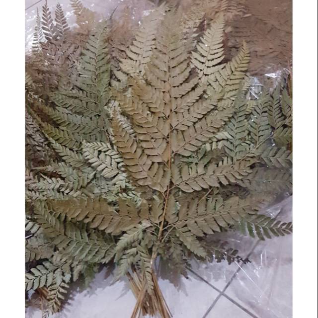 Jual DAUN PAKIS DAUN PAKU NATURAL HARGA TERMURAH | Shopee Indonesia