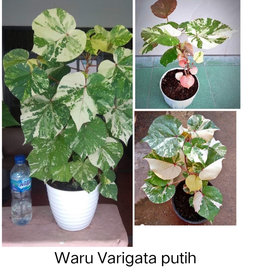Jual Waru Variegata putih / Waru Varigata Merah / Waru Var Three colour ...
