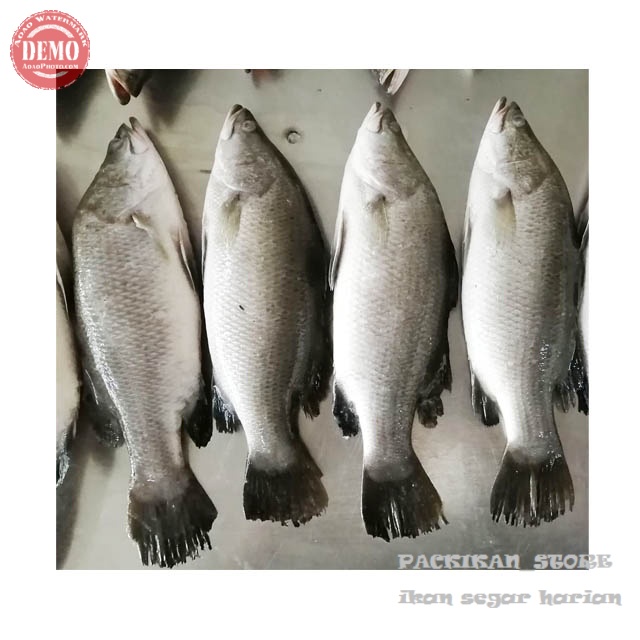 Jual Ikan Kakap Putih Segar BARAMUNDI Ikan Fresh Laut Kualitas GARANSI ...