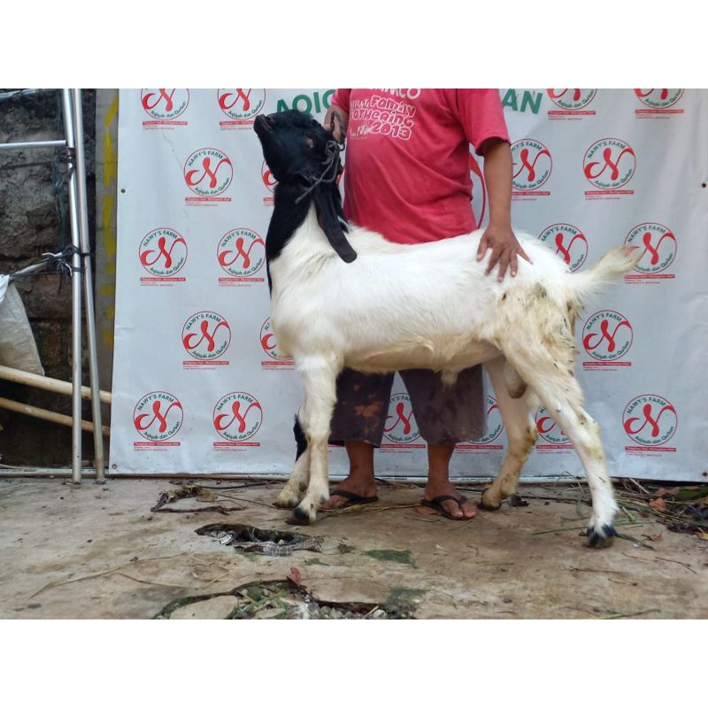Jual Kambing super kurban (free ongkir, free penitipan sampe hari H-1 ...