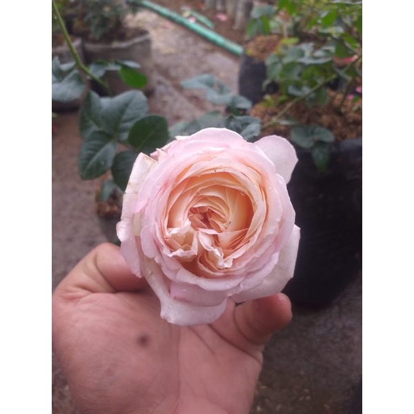 Jual Mawar import AUB tanaman hias bunga mawar bandung [mawar super ...