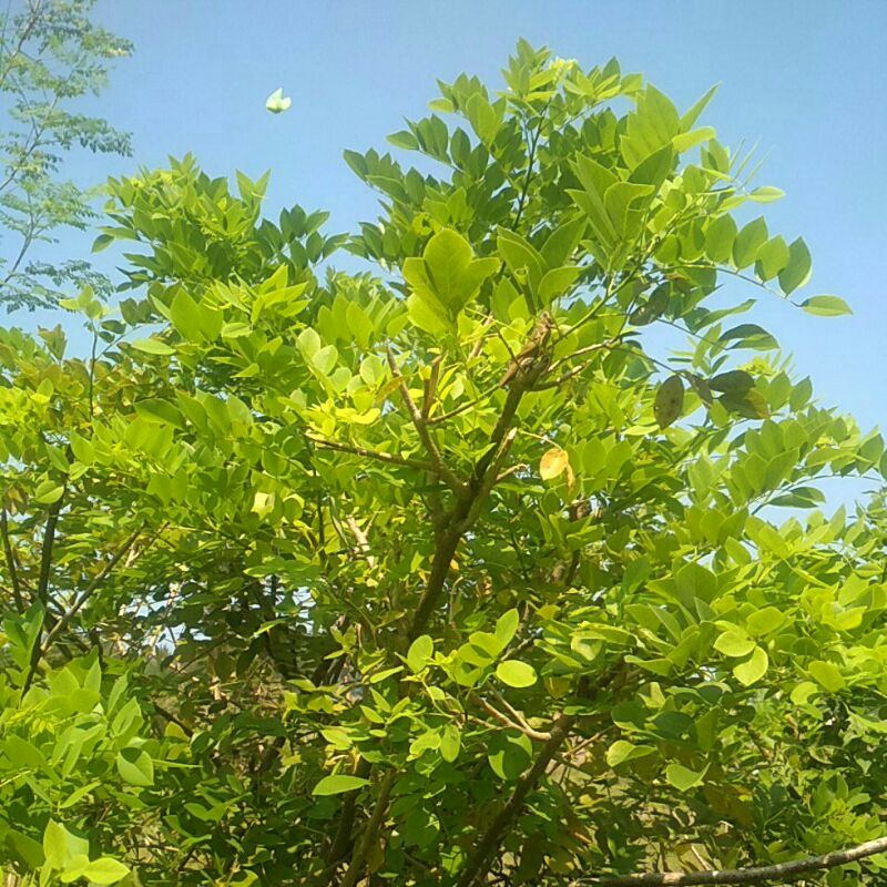 Jual Gamal - Bibit Tanaman/pohon Gamal - Reside - pakan ternak | Shopee ...