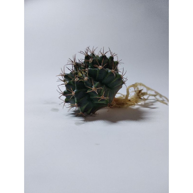 Jual miha hybrid dari seed | Shopee Indonesia