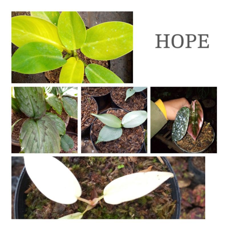 Jual paketan tanaman hias pilo lemon/cikur merak/hhastatum/cuprea ...